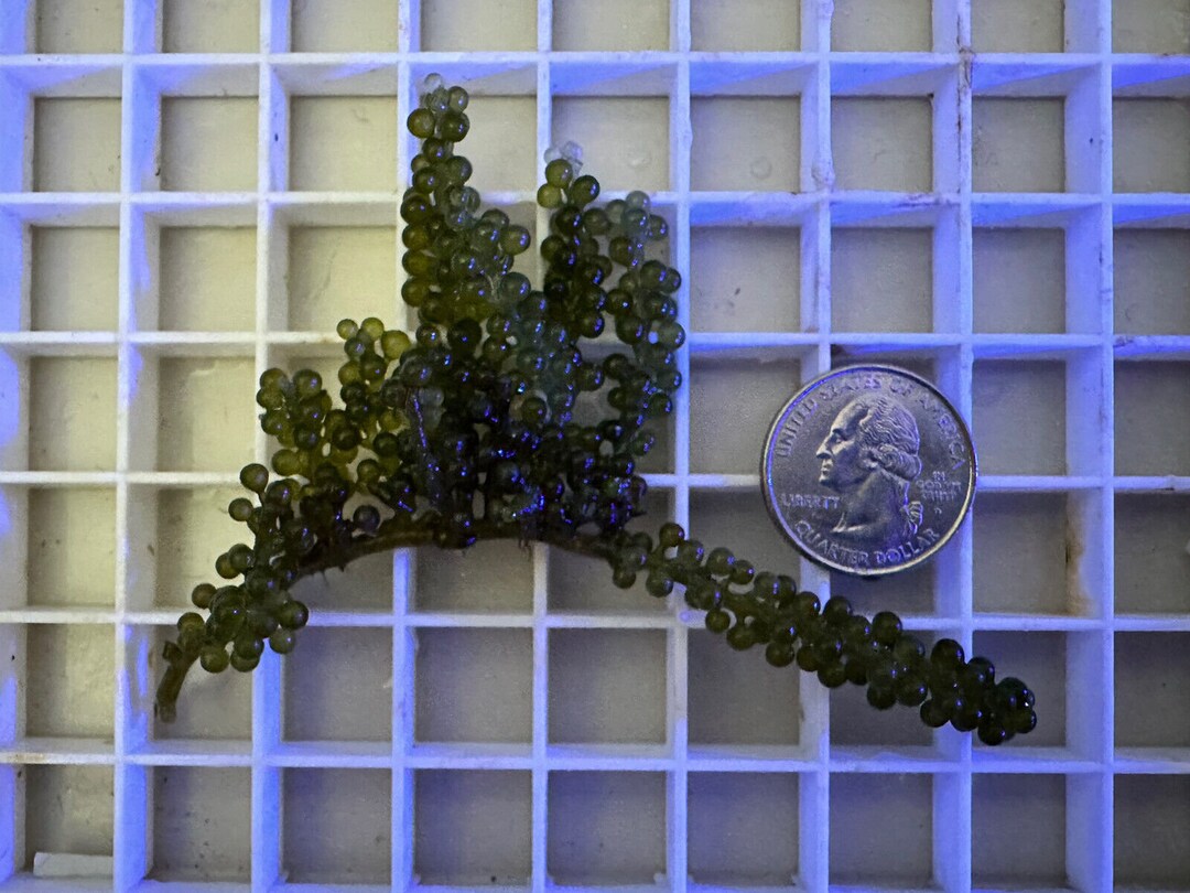 Racemosa Green Sea Grapes Reef Tank Plant Salt Water Macro Algae Fuge ...