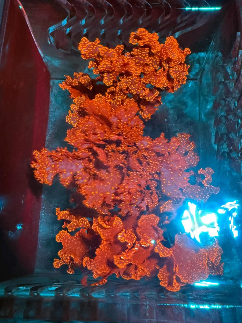 Atomic Broccoli Red Sparkle Macro Algae Saltwater Marine Refugium Reef ...