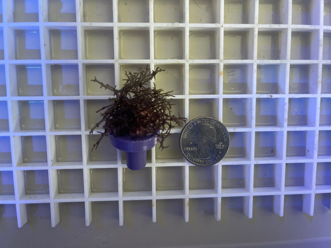 Blue Hypnea Macro Algae Saltwater Marine Refugium Reef Tank Plant FREE ...