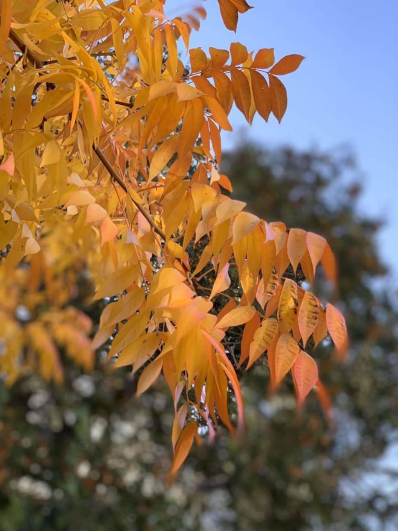 Fall Leaves Handwoven Necklace Chinese Pistache Tree - Etsy