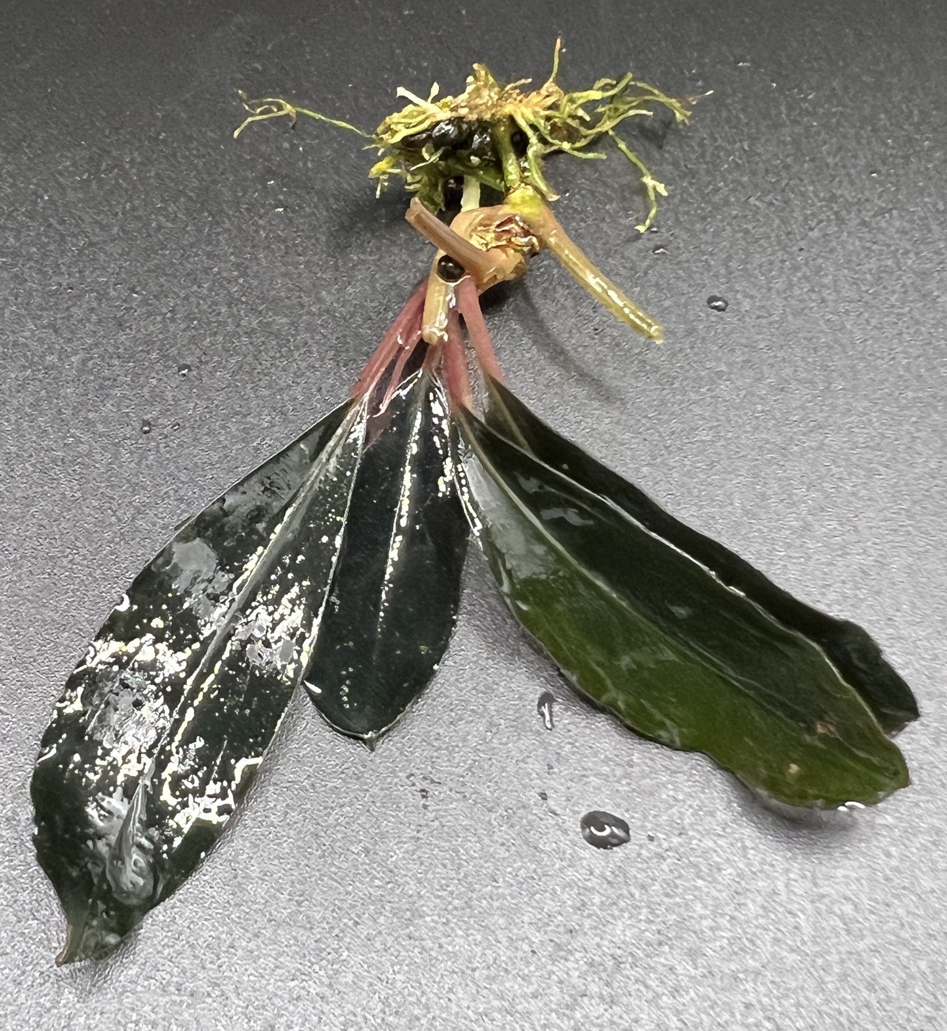 Bucephalandra Dark Afika Rhizome - Etsy