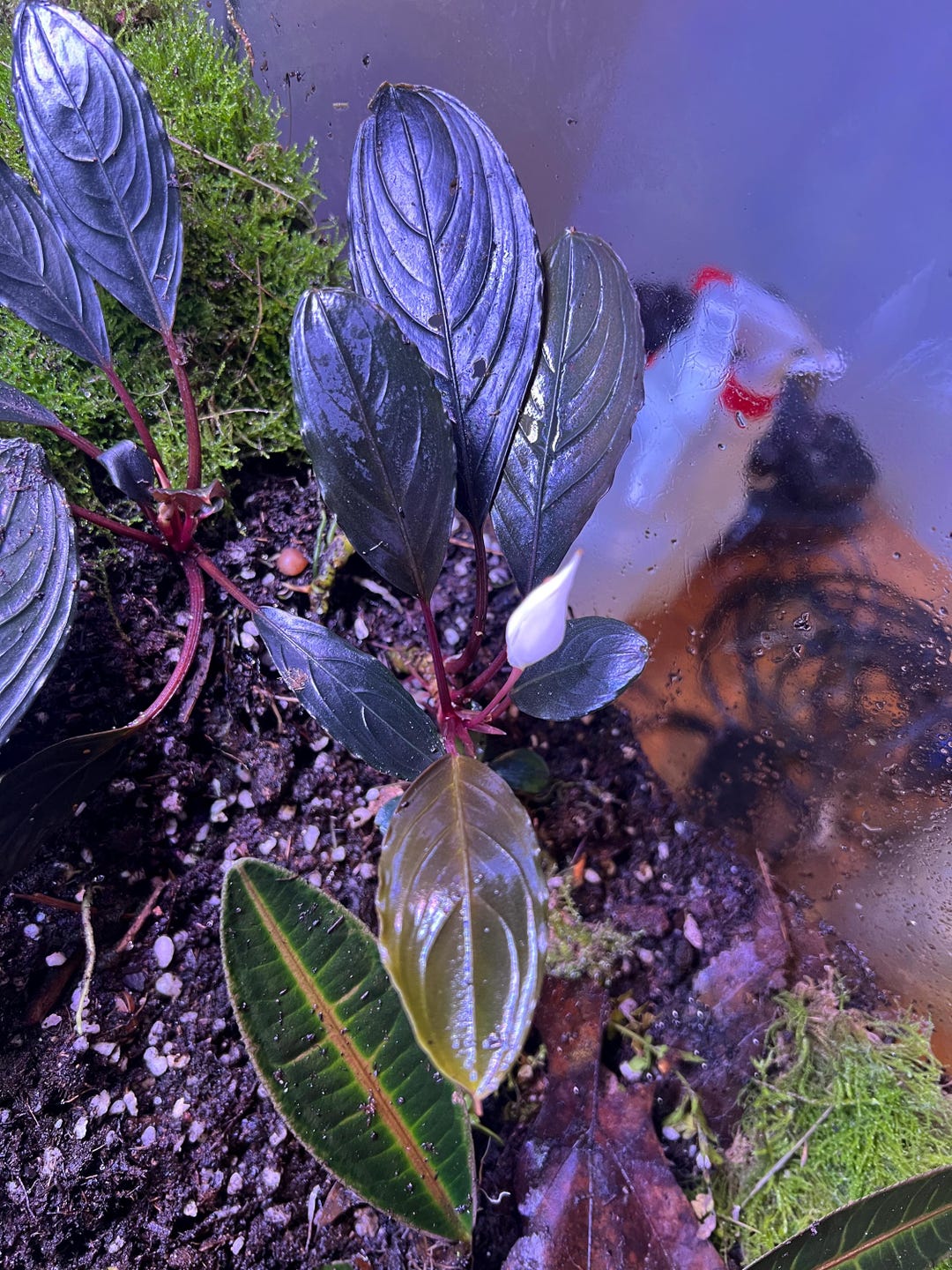Bucephalandra Skeleton King (achilles, Kishii) | Terrarium or Aquarium ...