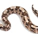 Gaboon Viper Bracelet Pattern - Etsy