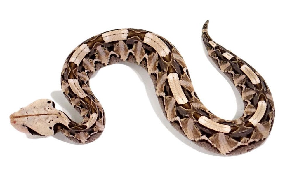 Gaboon Viper Bracelet Pattern | Etsy