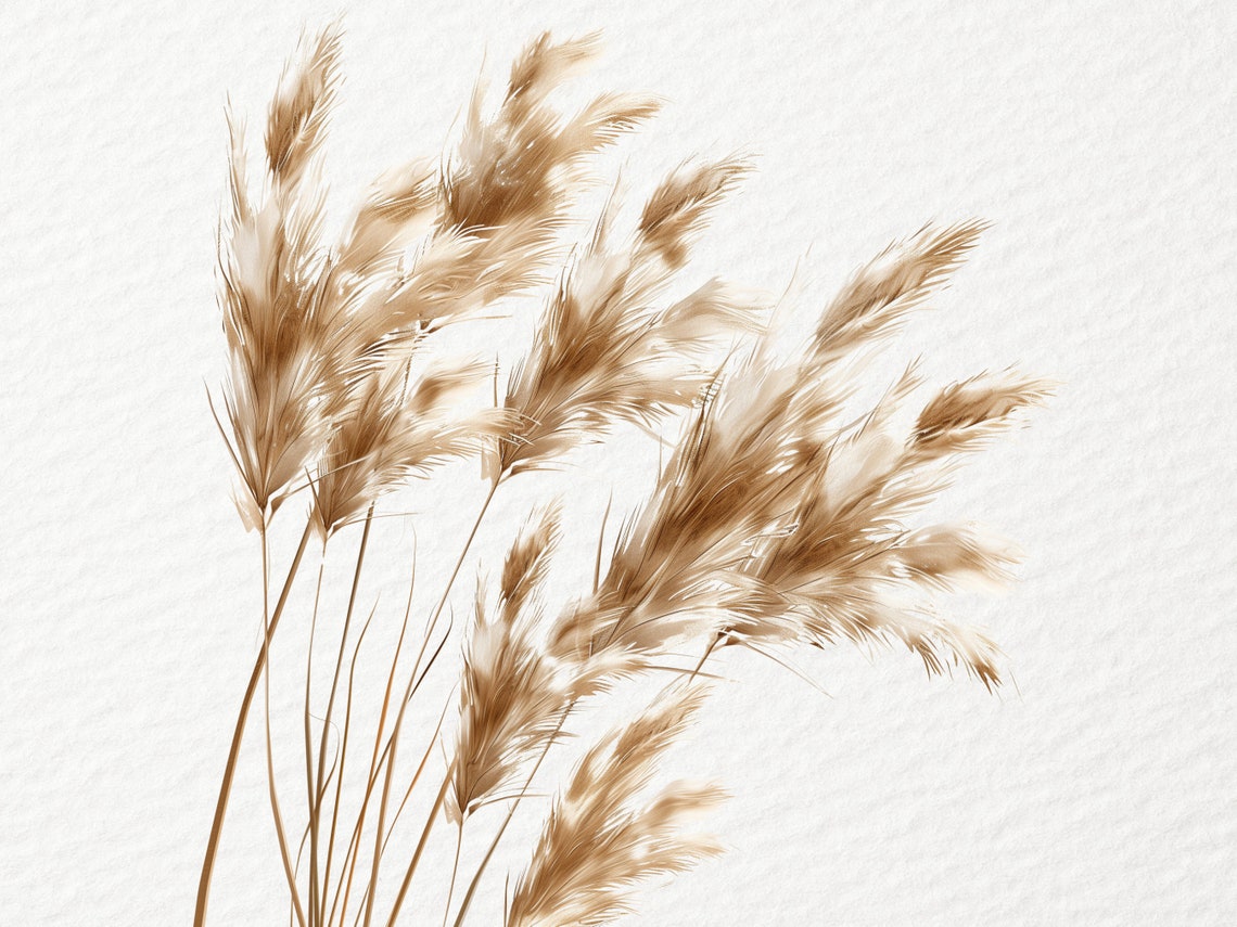 Watercolor Pampas Grass Clipart - Bohemian Clipart - Planner Stickers ...