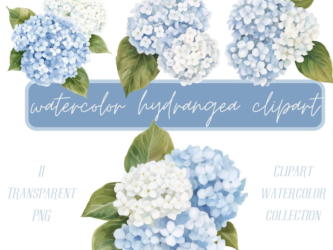 Watercolor Blue Hydrangea Flower Clipart - Hydrangea Clip Art ...