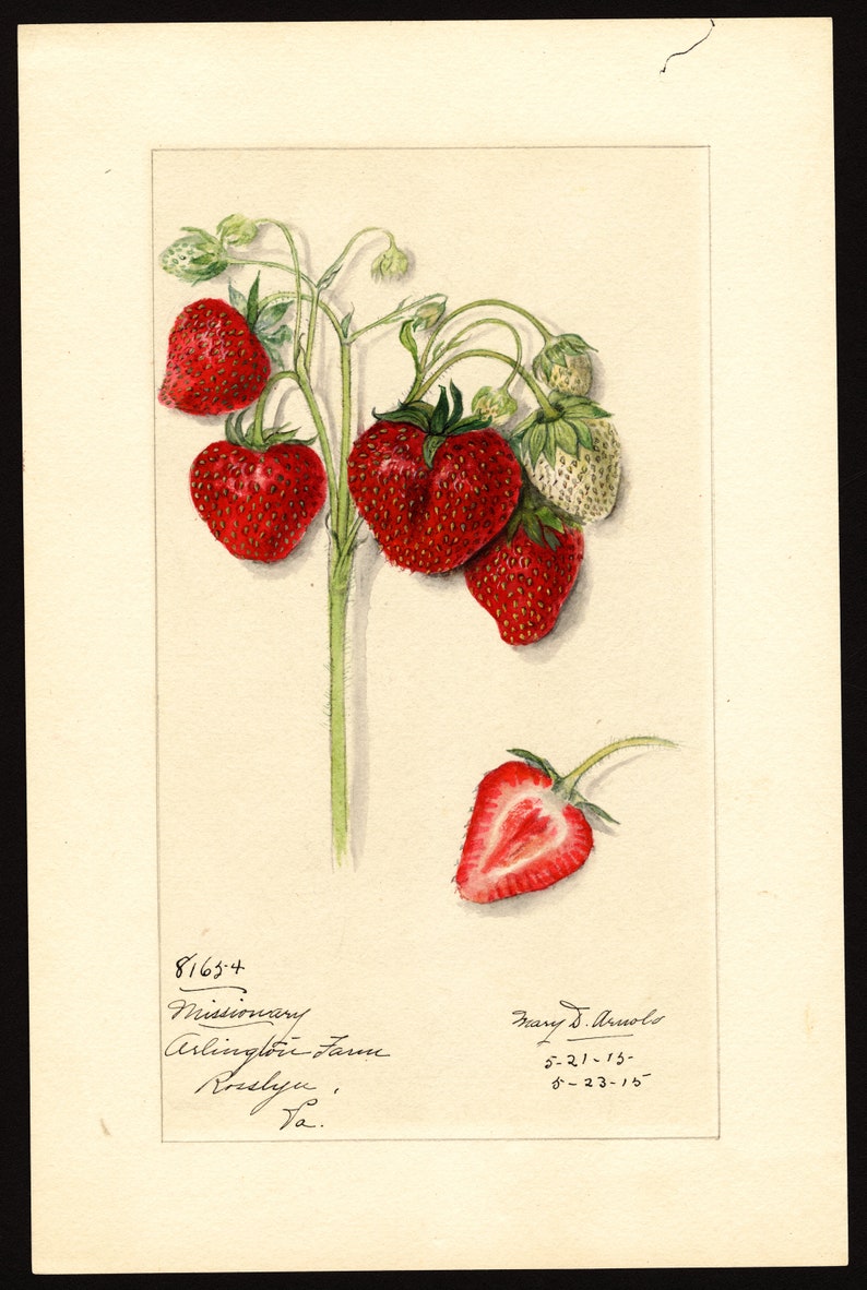 Strawberry Poster Watercolor Poster Aesthetic Poster Bedroom Decor - Etsy