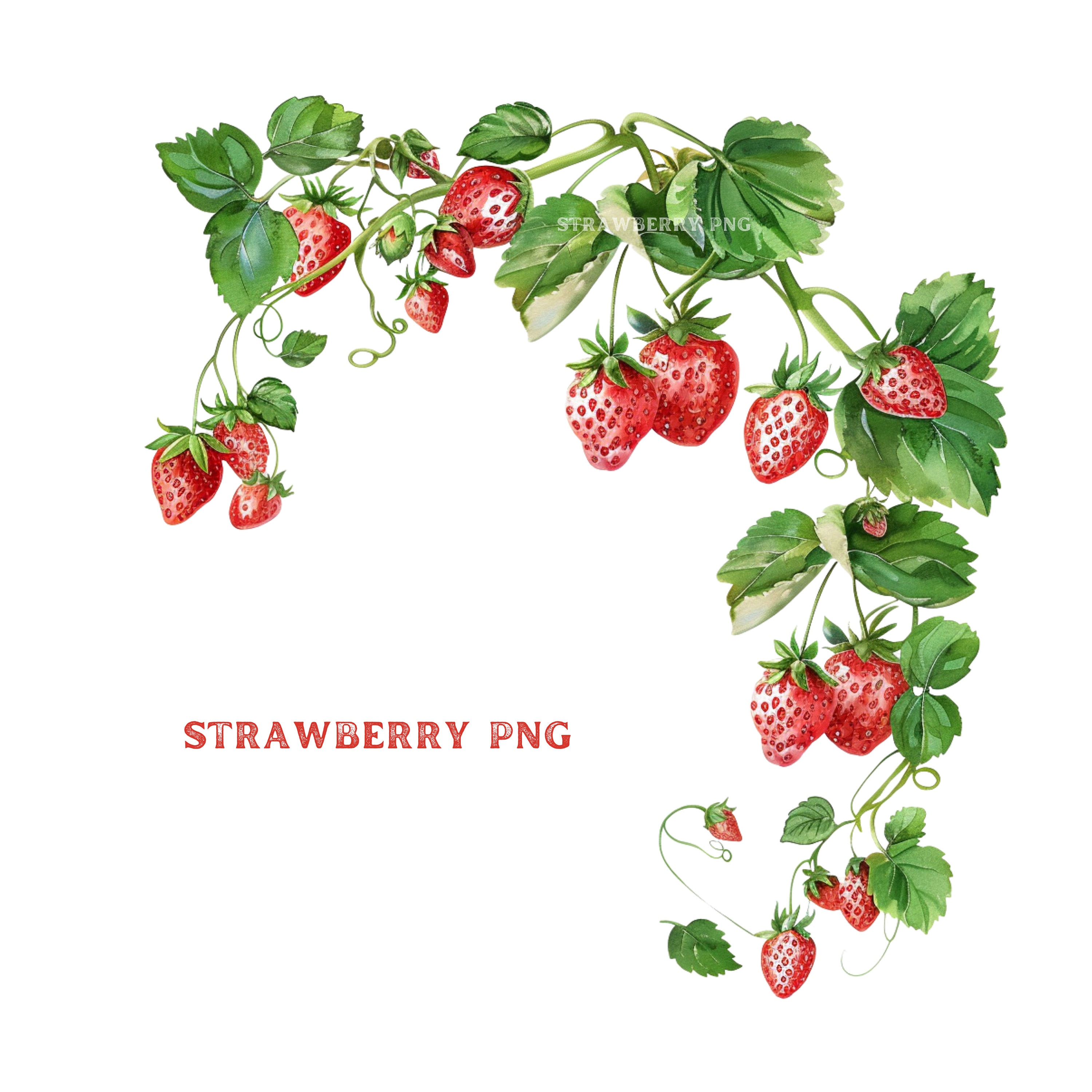 Strawberry PNG Watercolor Clipart Berry Fruit Clipart Instant Download ...