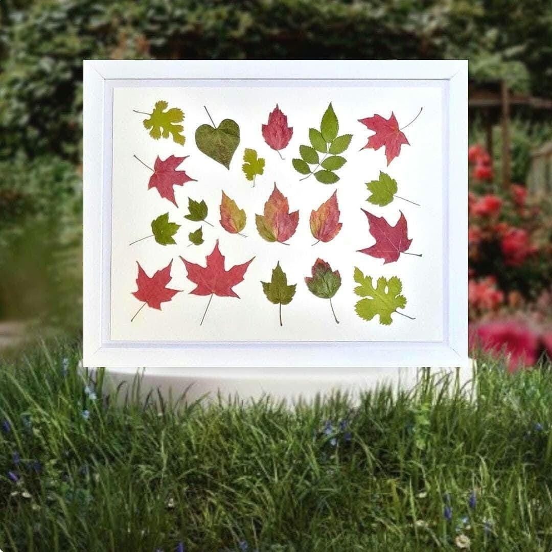 Framed Pressed Leaf Art. Real Dried Leaves. Fall Colors. Unique ...