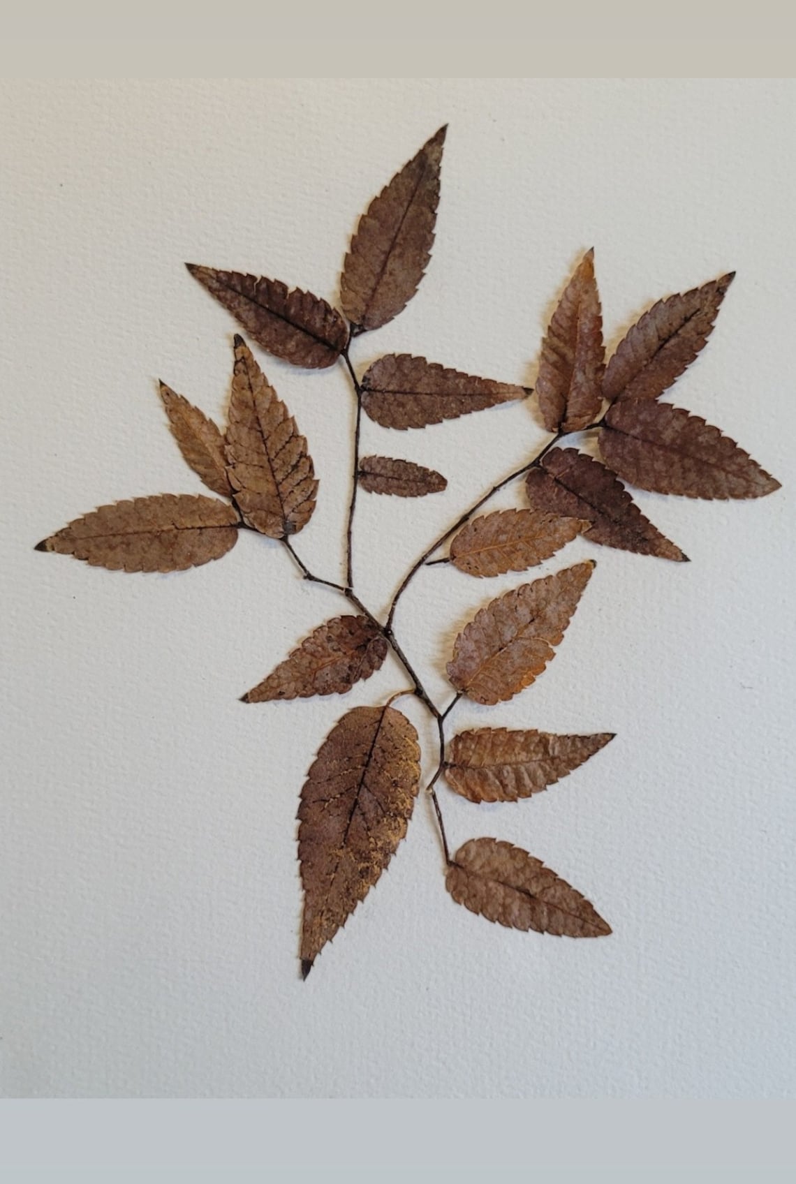 Real Brown Branches of Leaves in the Fall. Dried Pressed. Wall Art ...