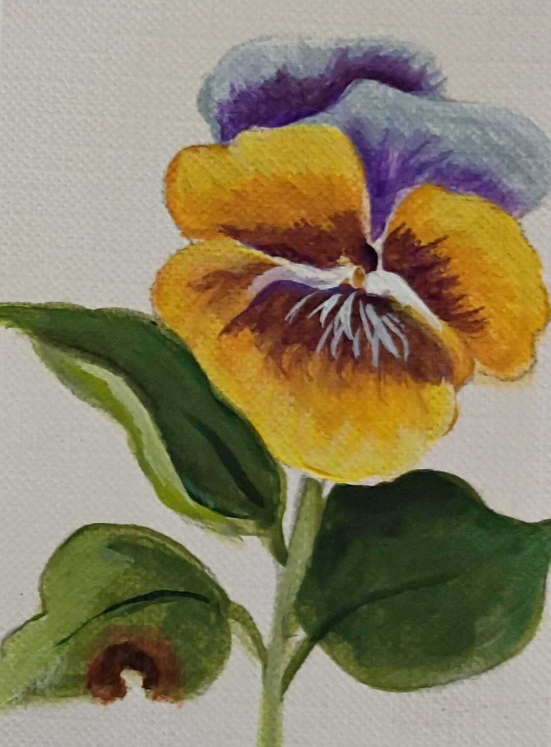 Single Pansy Flower Reproduction ACEO Print - Etsy
