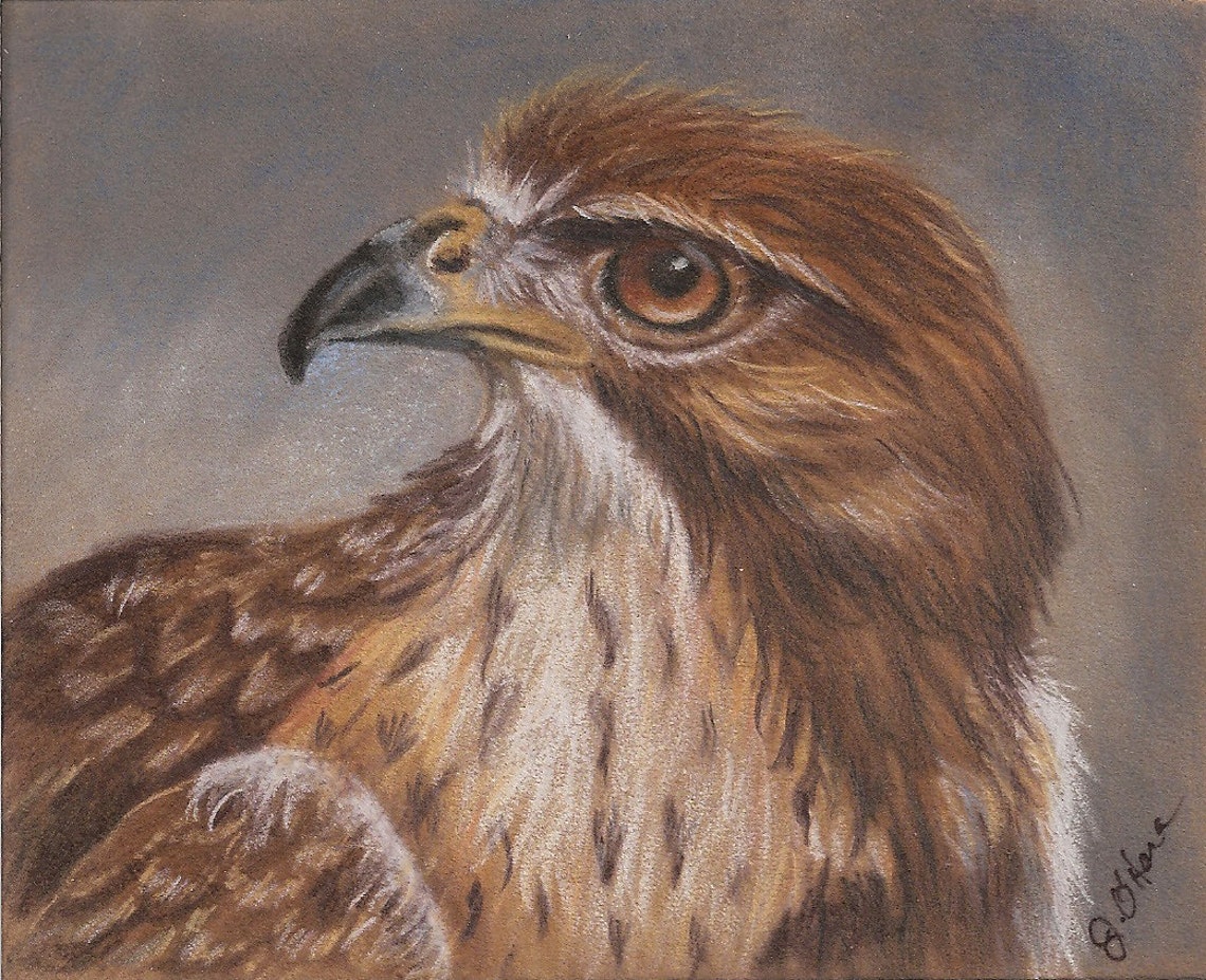 Hawk in Colored Pencil - Etsy