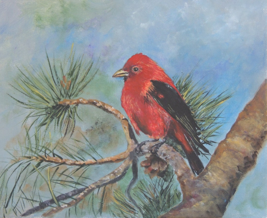 Aceo Baseball Karte Größe Scarlet Tanager Vogel in Kiefernbaum - Etsy.de