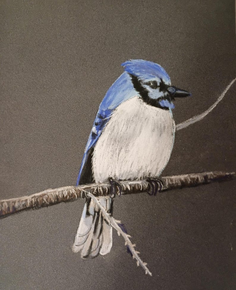 Blue Jay - Etsy
