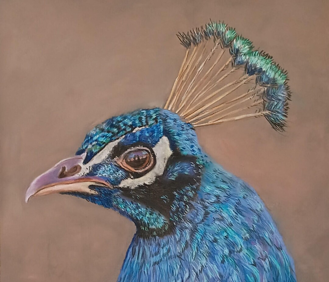 Peacock Pastel Pencil Painting on Pastel Mat 10x12 - Etsy