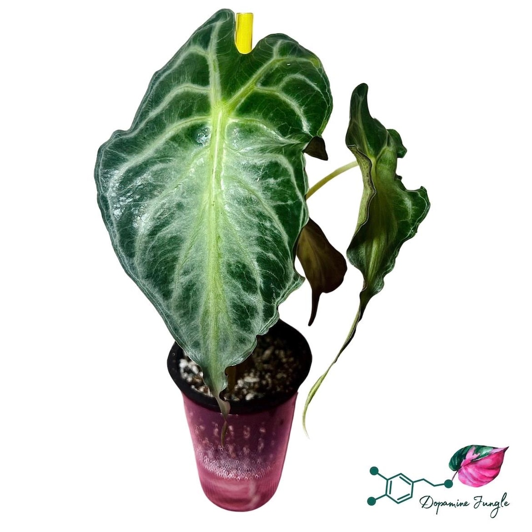 USA Seller Alocasia Venom Sprouting and Rooting CORM - Etsy