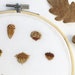 Tiny Acorns Hand Embroidery Pattern PDF Download Woodland - Etsy