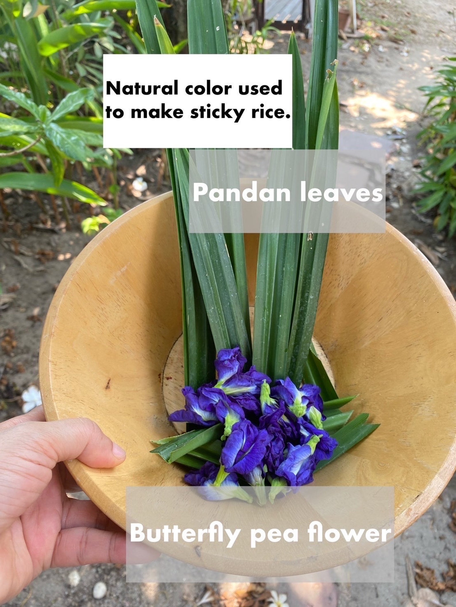 Mango Sticky Rice Kit,diy Thai Dessert Gift for Mom Birthday From Son ...