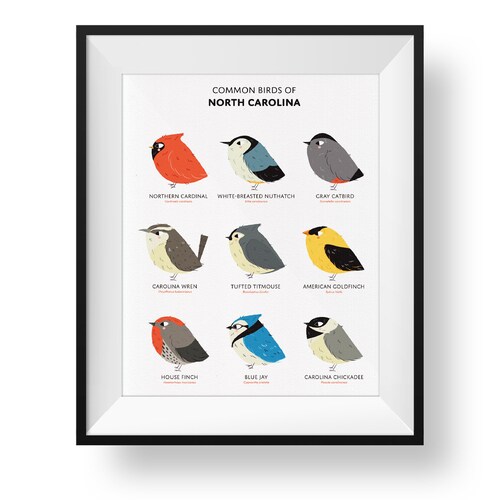 Common State Birds of North Carolina Art Print Illustrated - Etsy