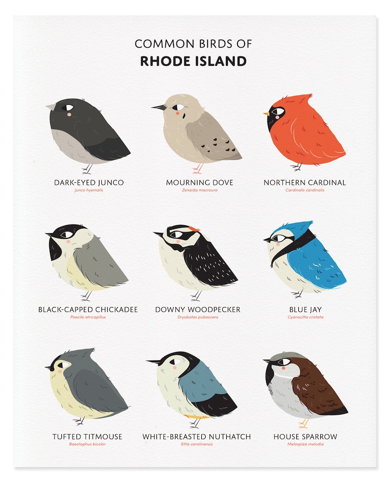 Rhode Island Birds Art Print • Illustrated Field Guide - Etsy