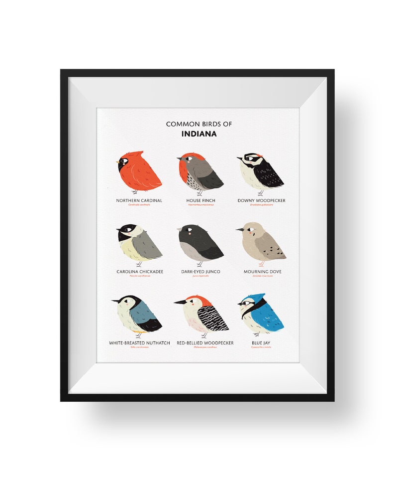 Common State Birds of Indiana Art Print Illustrated Chubby Bird Print ...