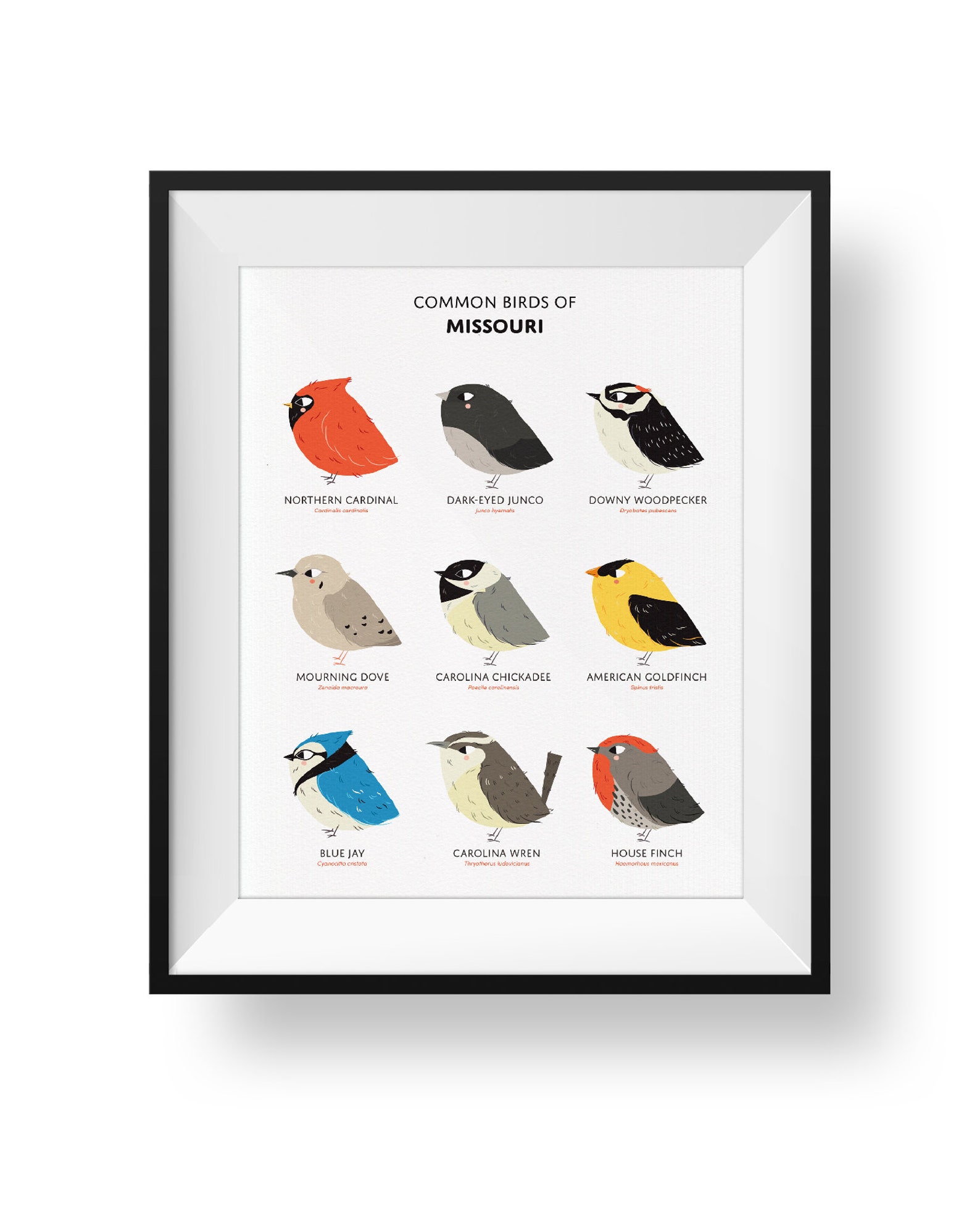 Common State Birds of Missouri Art Print • Illustrated Chubby Bird ...