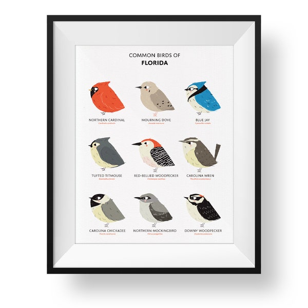 Florida Bird Art - Etsy