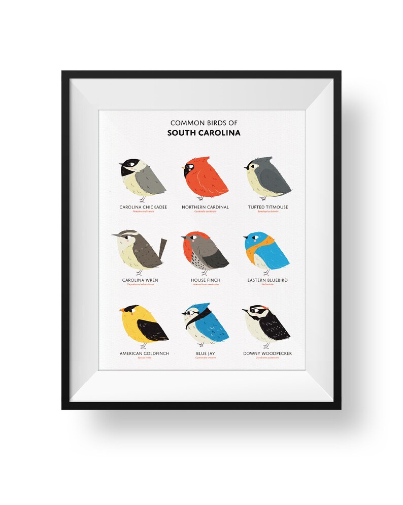 Common State Birds of South Carolina Art Print • Illustrated Chubby ...