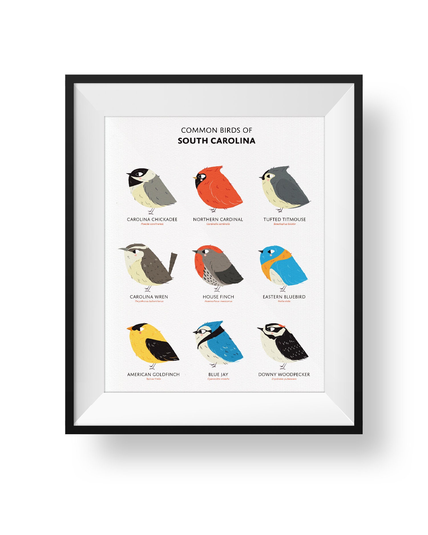 Common State Birds of South Carolina Art Print • Illustrated Chubby ...