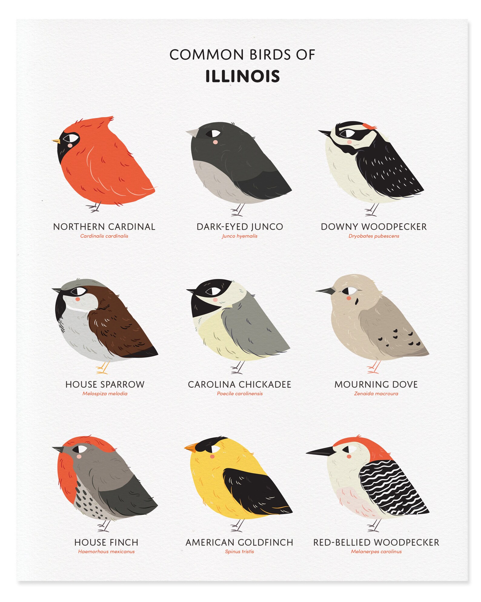 Common State Birds of Illinois Art Print • Illustrated Chubby Bird ...