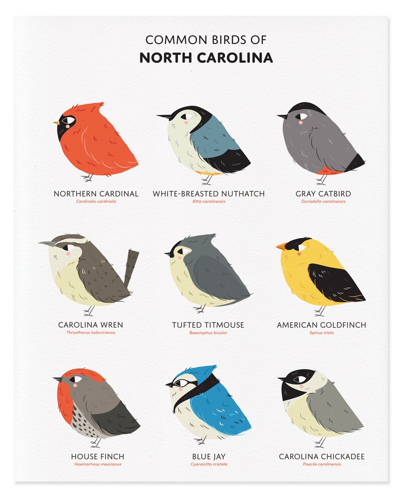 Common State Birds of North Carolina Art Print Illustrated - Etsy