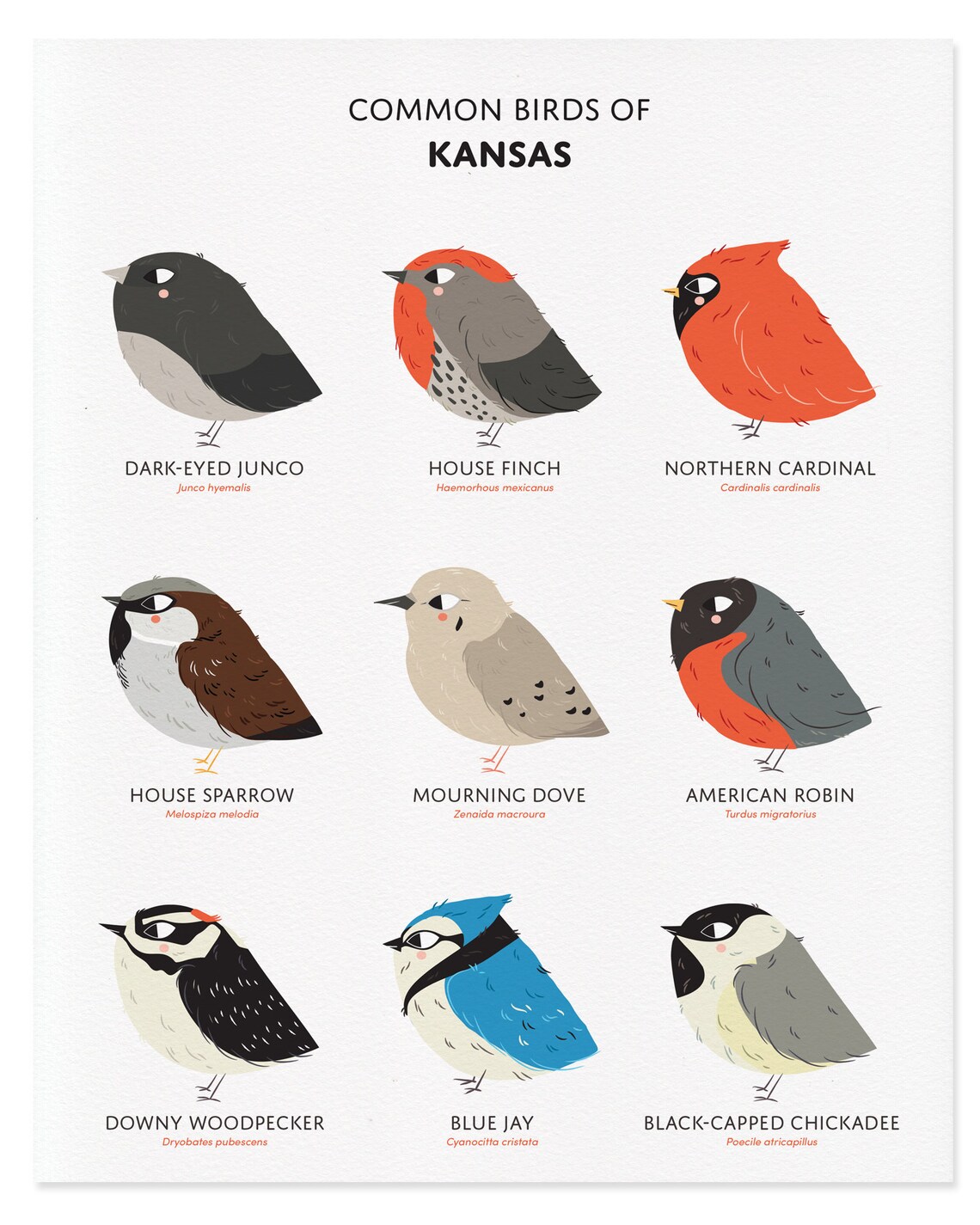 Common State Birds of Kansas Art Print • Illustrated Chubby Bird Print ...