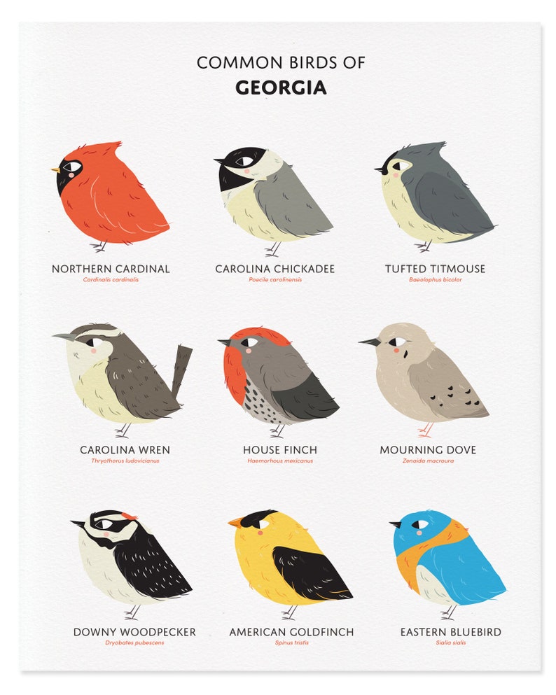 Common State Birds of Georgia Art Print • Illustrated Chubby Bird Print ...