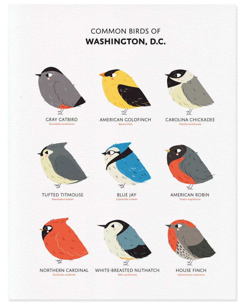 Common State Birds of Washington, D.C. Art Print • Chubby Bird Art ...