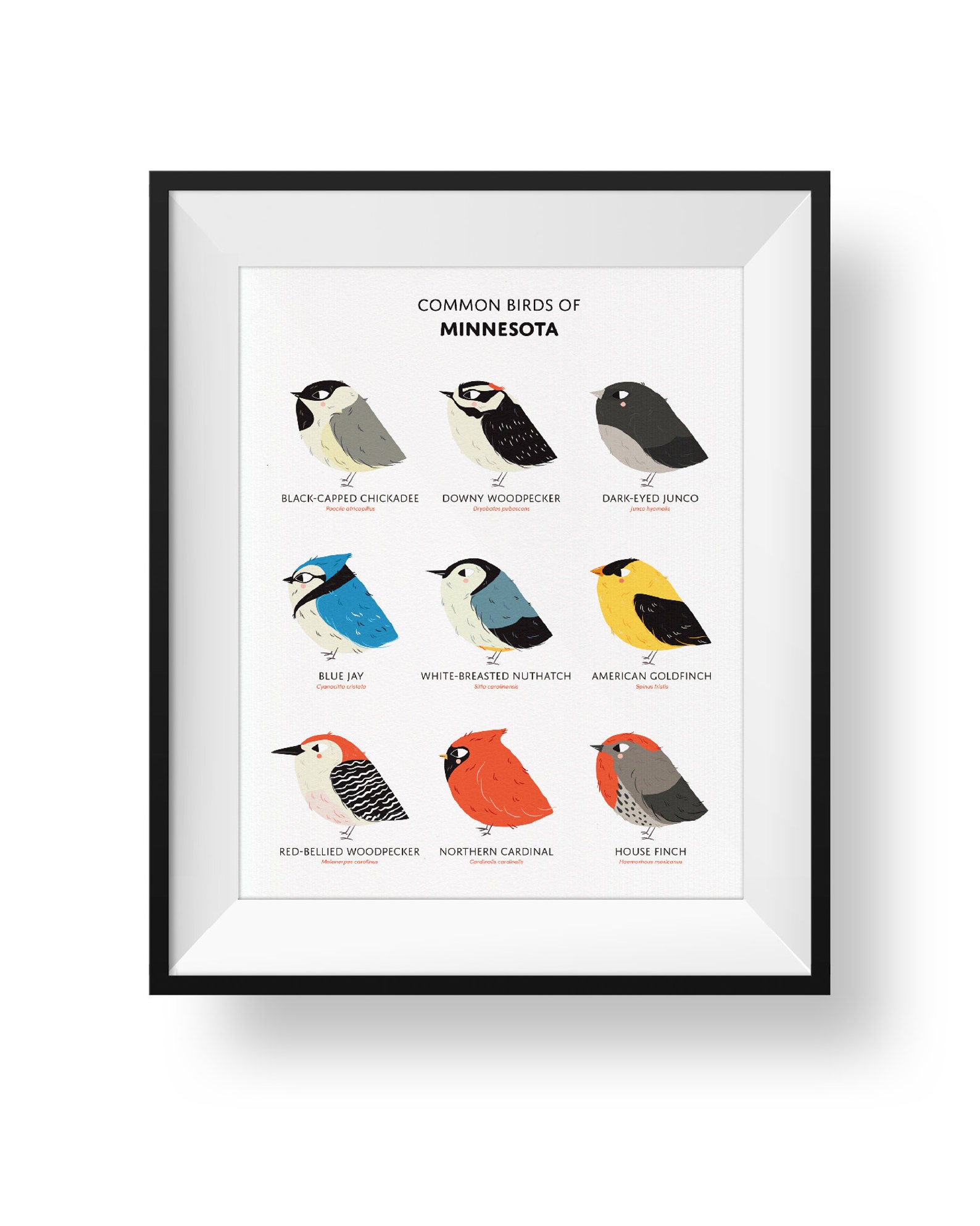 Common State Birds of Minnesota Art Print Illustrated Chubby - Etsy