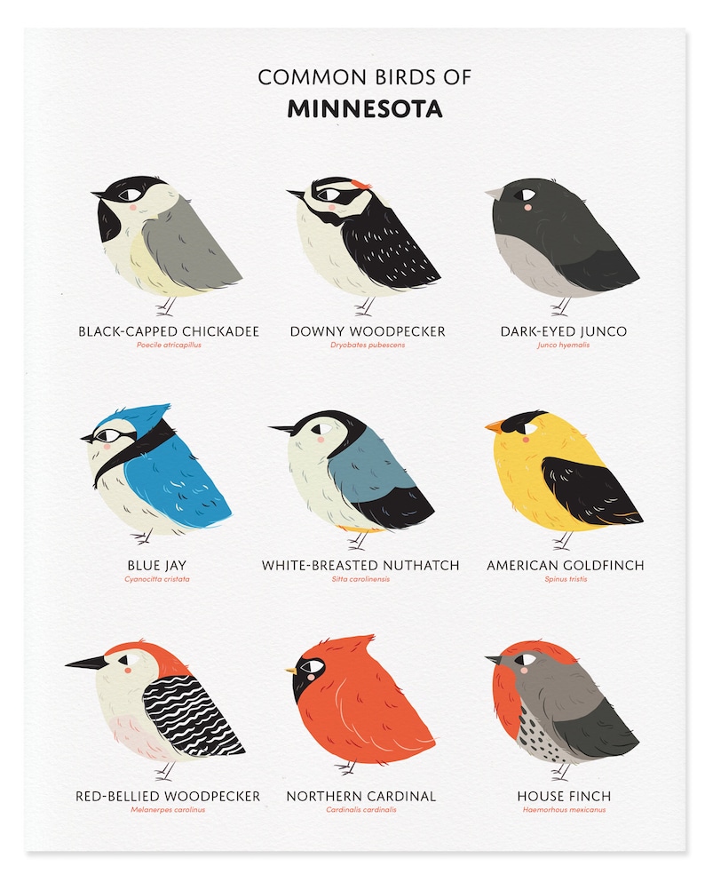 Common State Birds of Minnesota Art Print Illustrated Chubby - Etsy