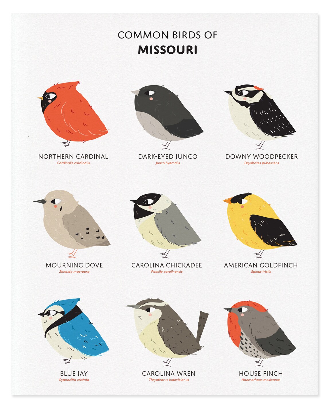 Common State Birds of Missouri Art Print • Illustrated Chubby Bird ...