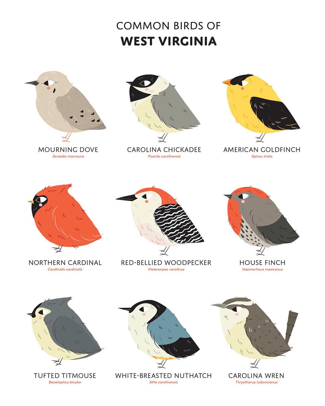 Common State Birds of West Virginia Art Print • Illustrated Chubby Bird ...