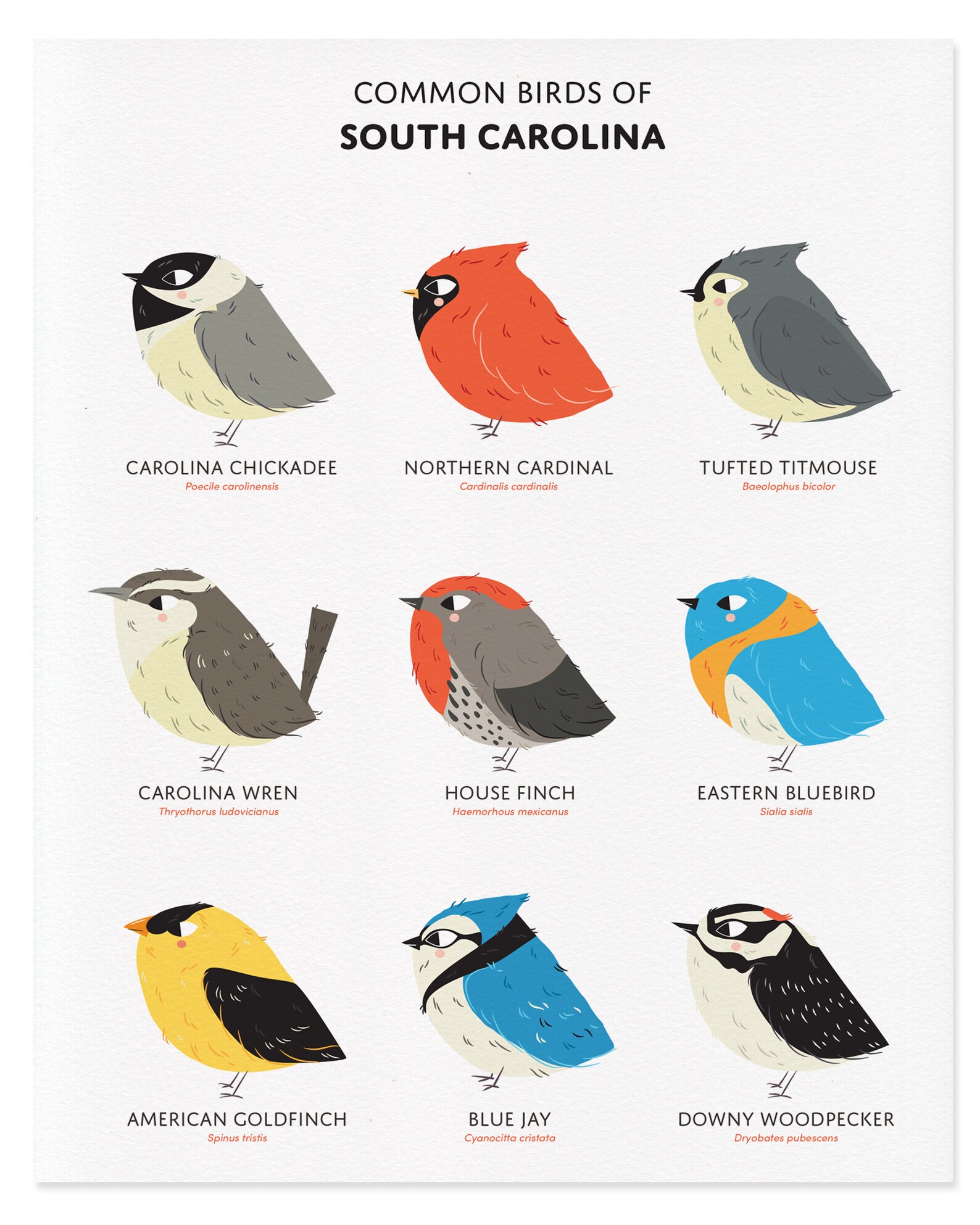 Common State Birds of South Carolina Art Print • Illustrated Chubby ...