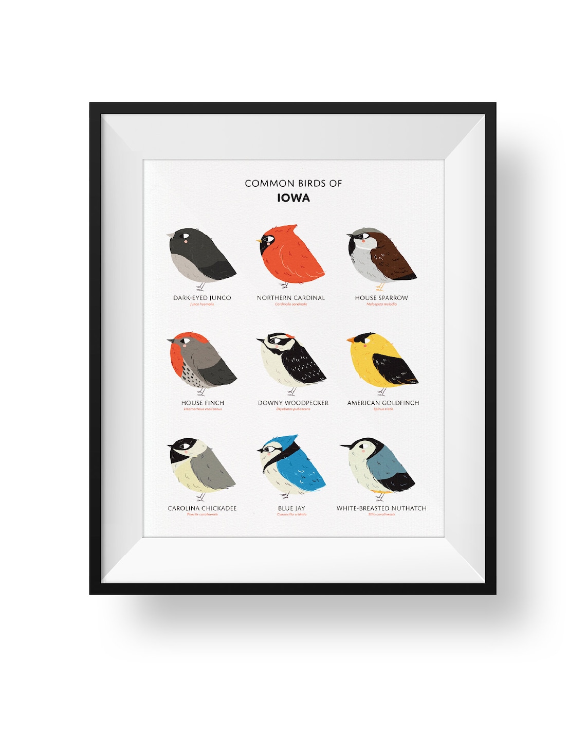 Common State Birds of Iowa Art Print Illustrated Chubby Bird Print Iowa ...