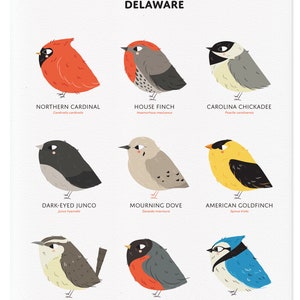 Common State Birds of Delaware Art Print • Illustrated Chubby Bird ...