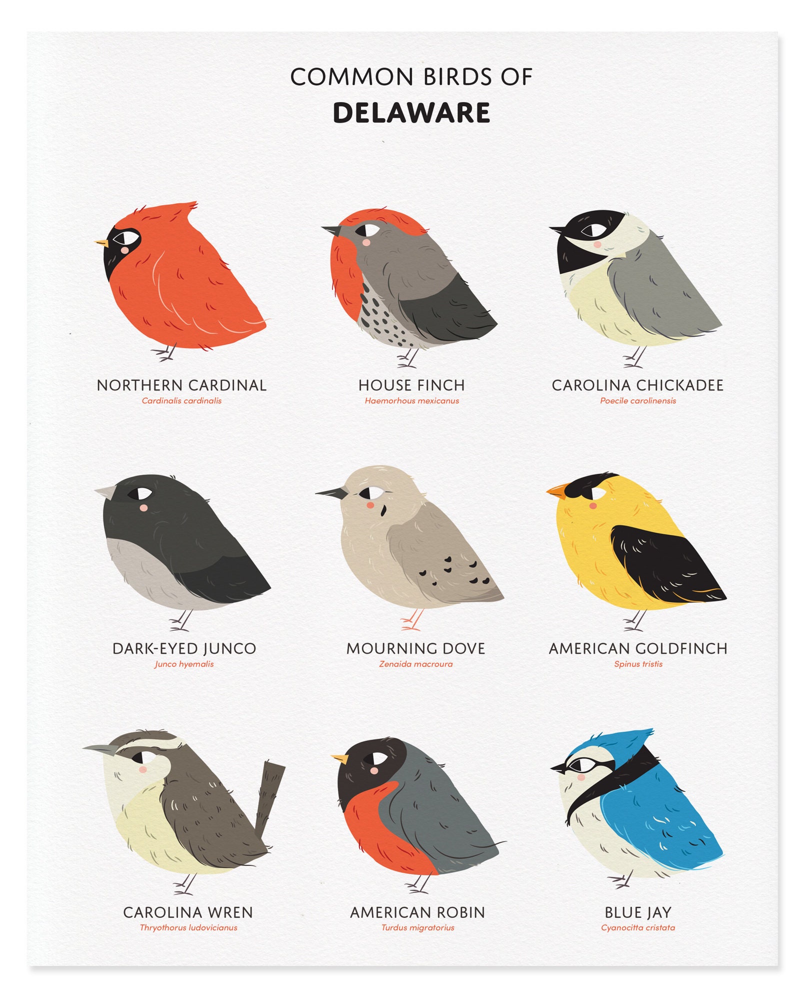 Common State Birds of Delaware Art Print • Illustrated Chubby Bird ...