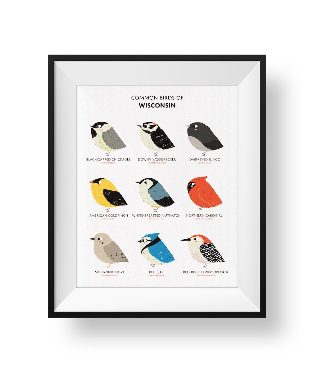 Common State Birds of Wisconsin Art Print • Illustrated Chubby Bird ...