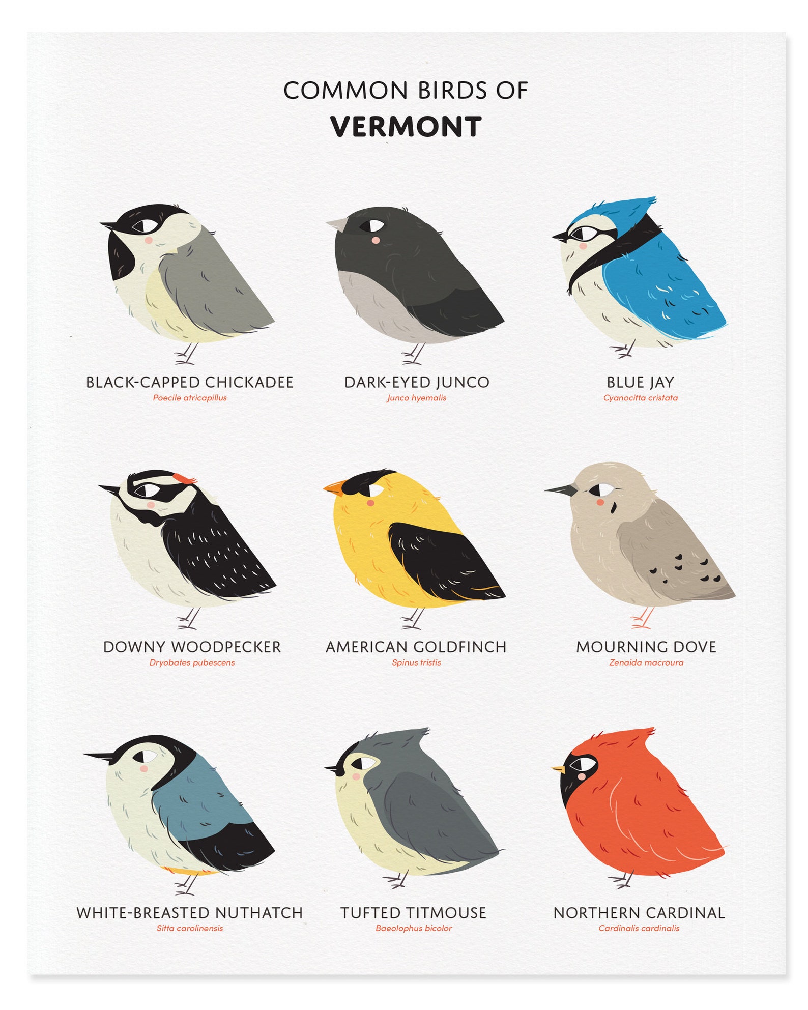 Common State Birds of Vermont Art Print Illustrated Chubby - Etsy