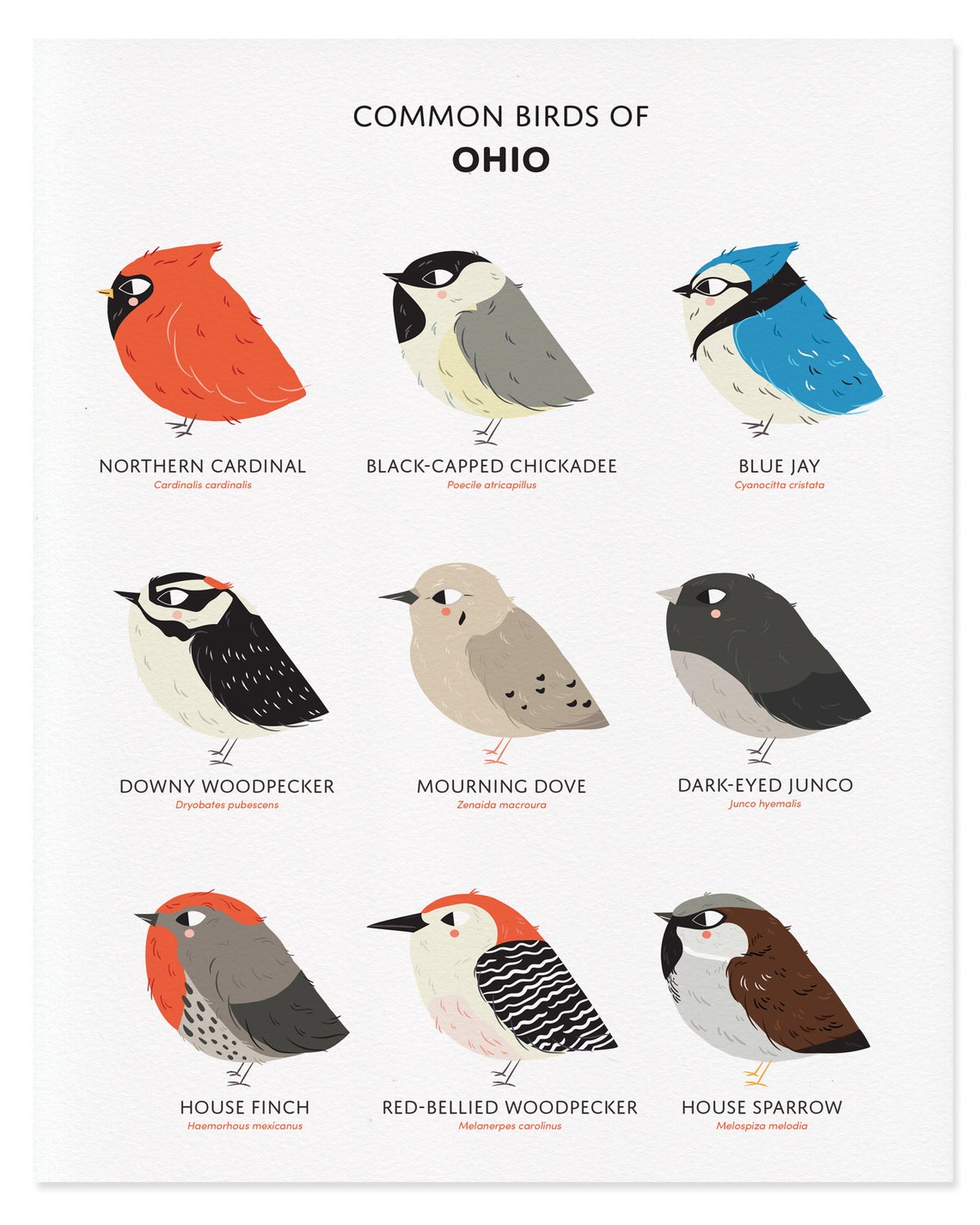 Common State Birds of Ohio Art Print Illustrated Chubby Bird Print Ohio ...