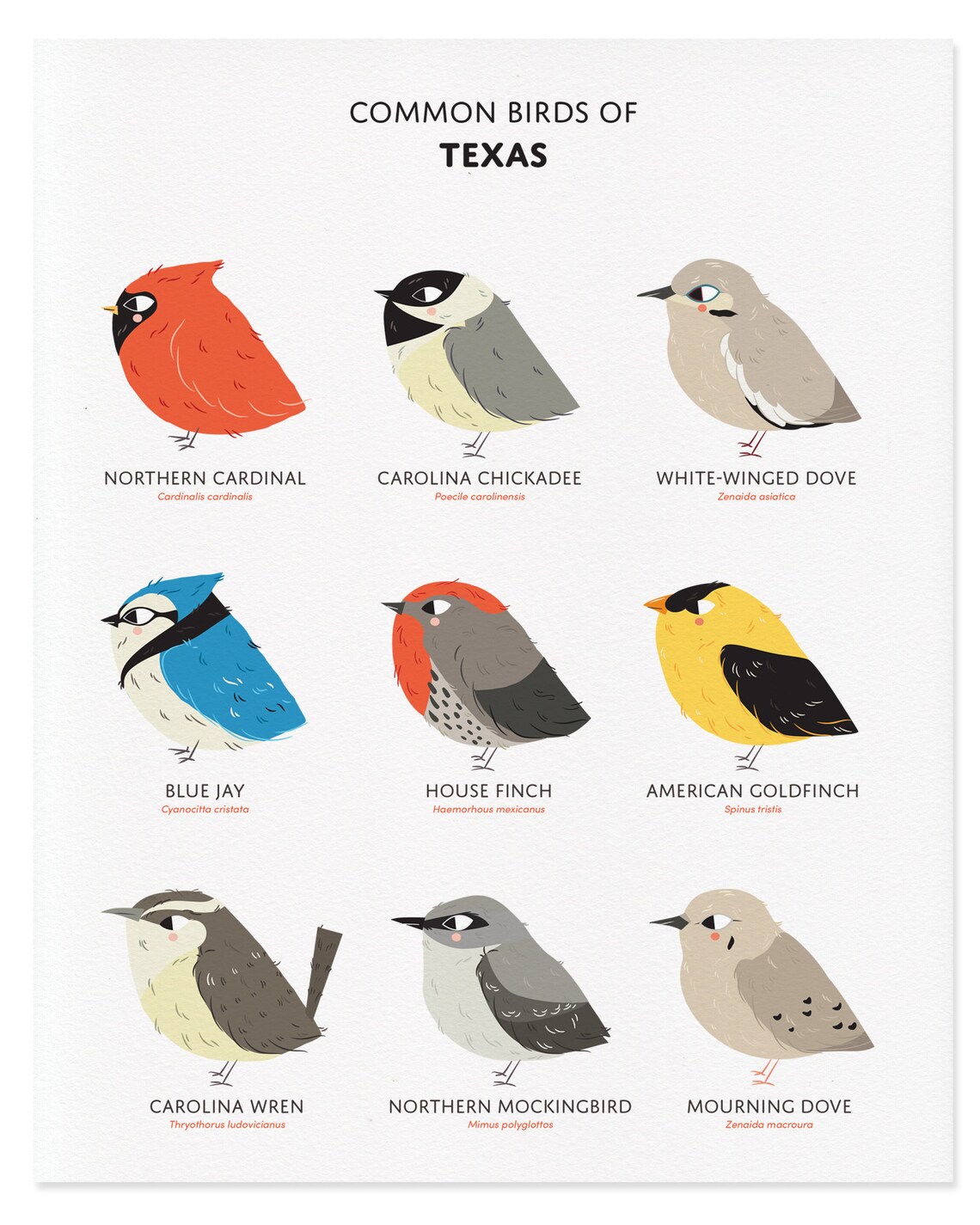 Common State Birds of Texas Art Print • Illustrated Chubby Bird Print ...