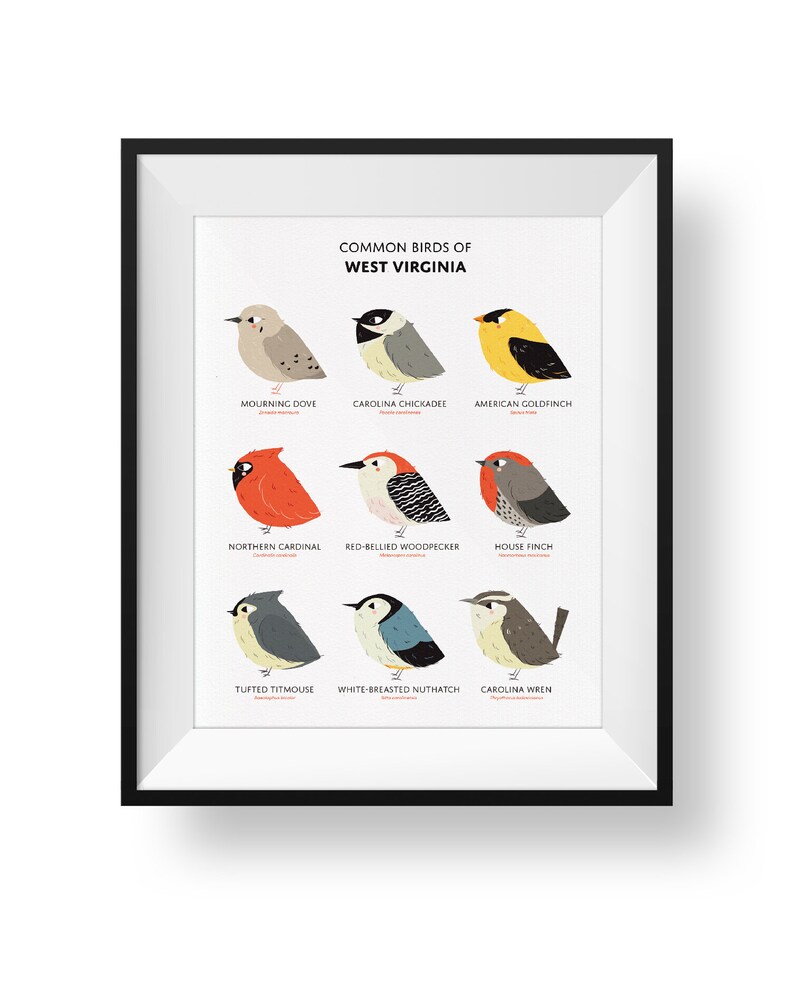 Common State Birds of West Virginia Art Print Illustrated | Etsy