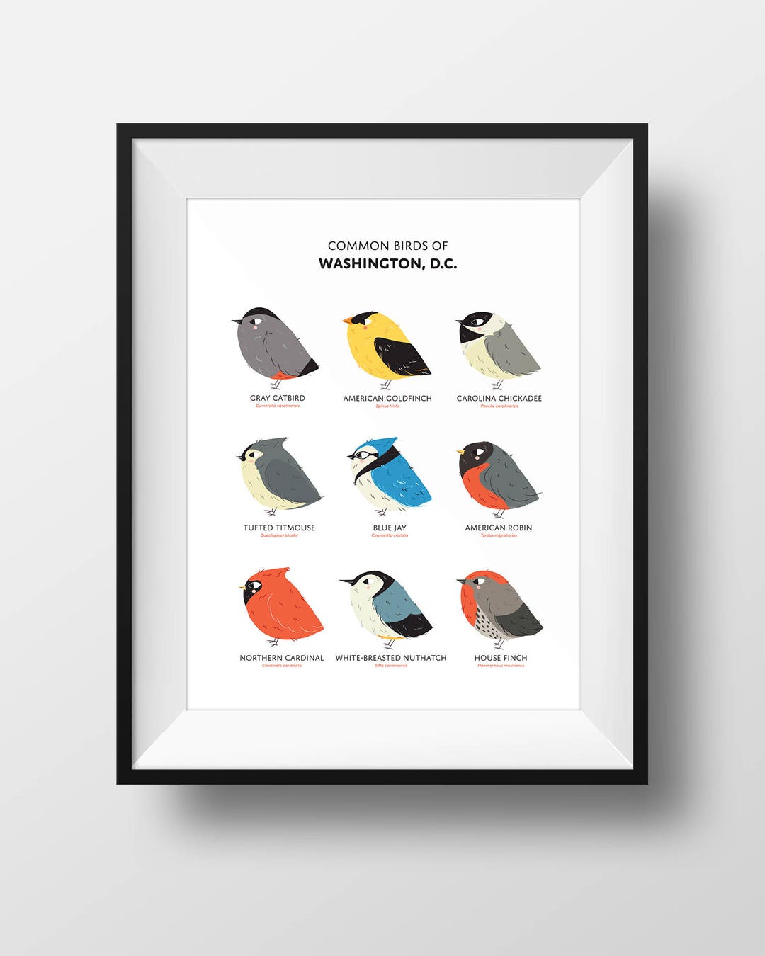 Common State Birds of Washington, D.C. Art Print • Chubby Bird Art ...