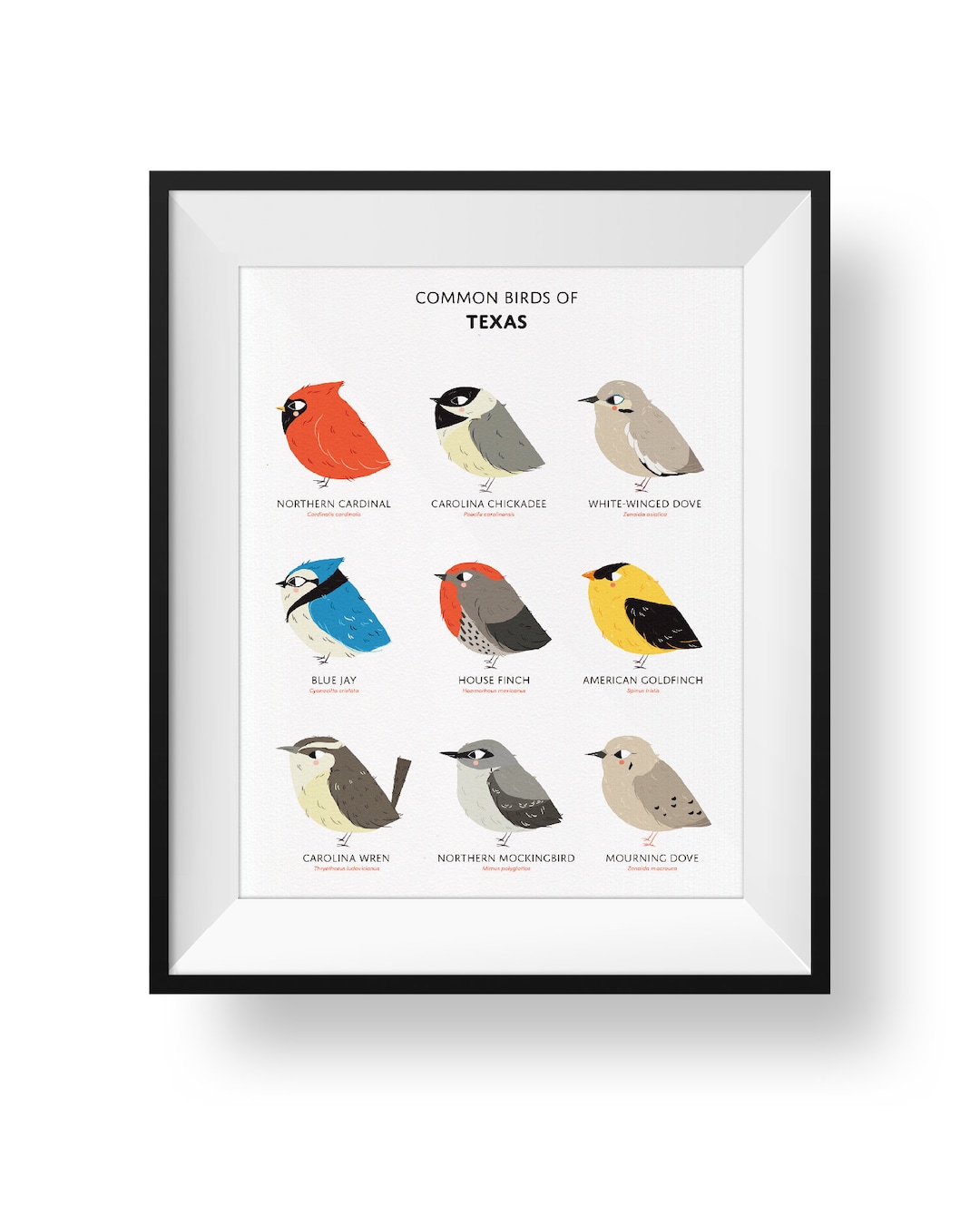 Common State Birds of Texas Art Print • Illustrated Chubby Bird Print ...
