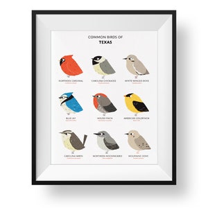 Common State Birds of Texas Art Print • Illustrated Chubby Bird Print ...